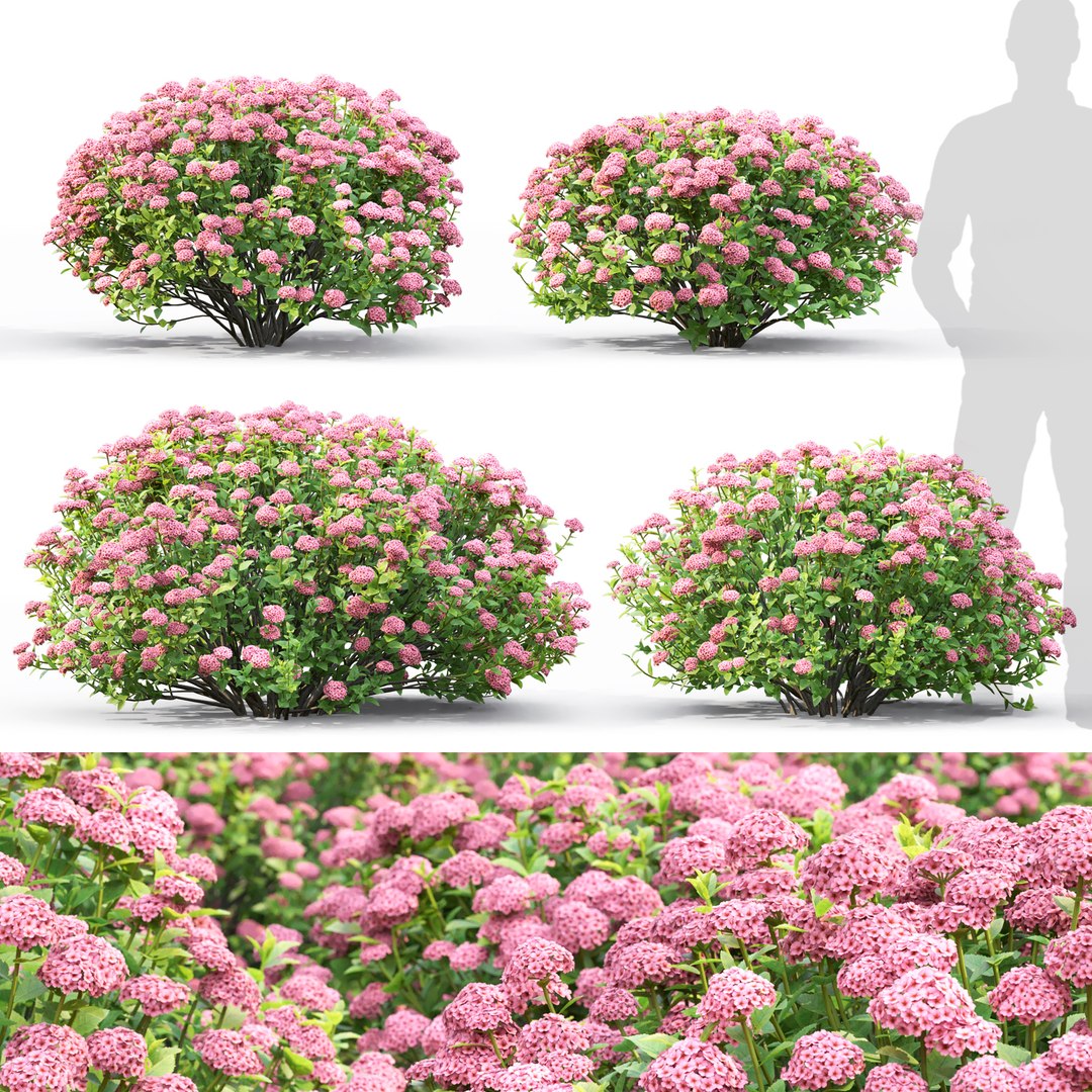 3D Bush Spiraea Little Model - TurboSquid 1713381