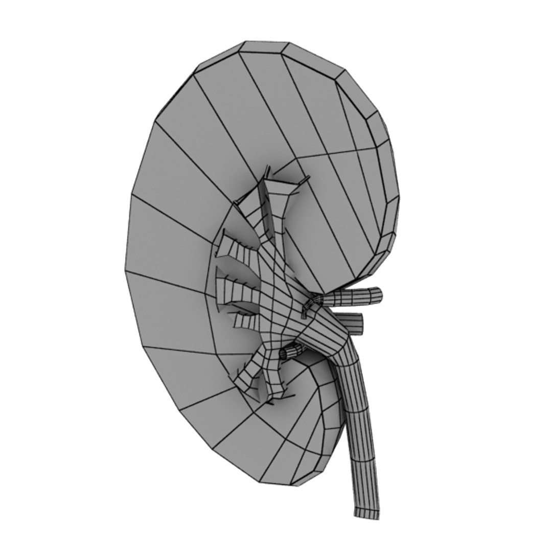 kidney anatomy 3d max