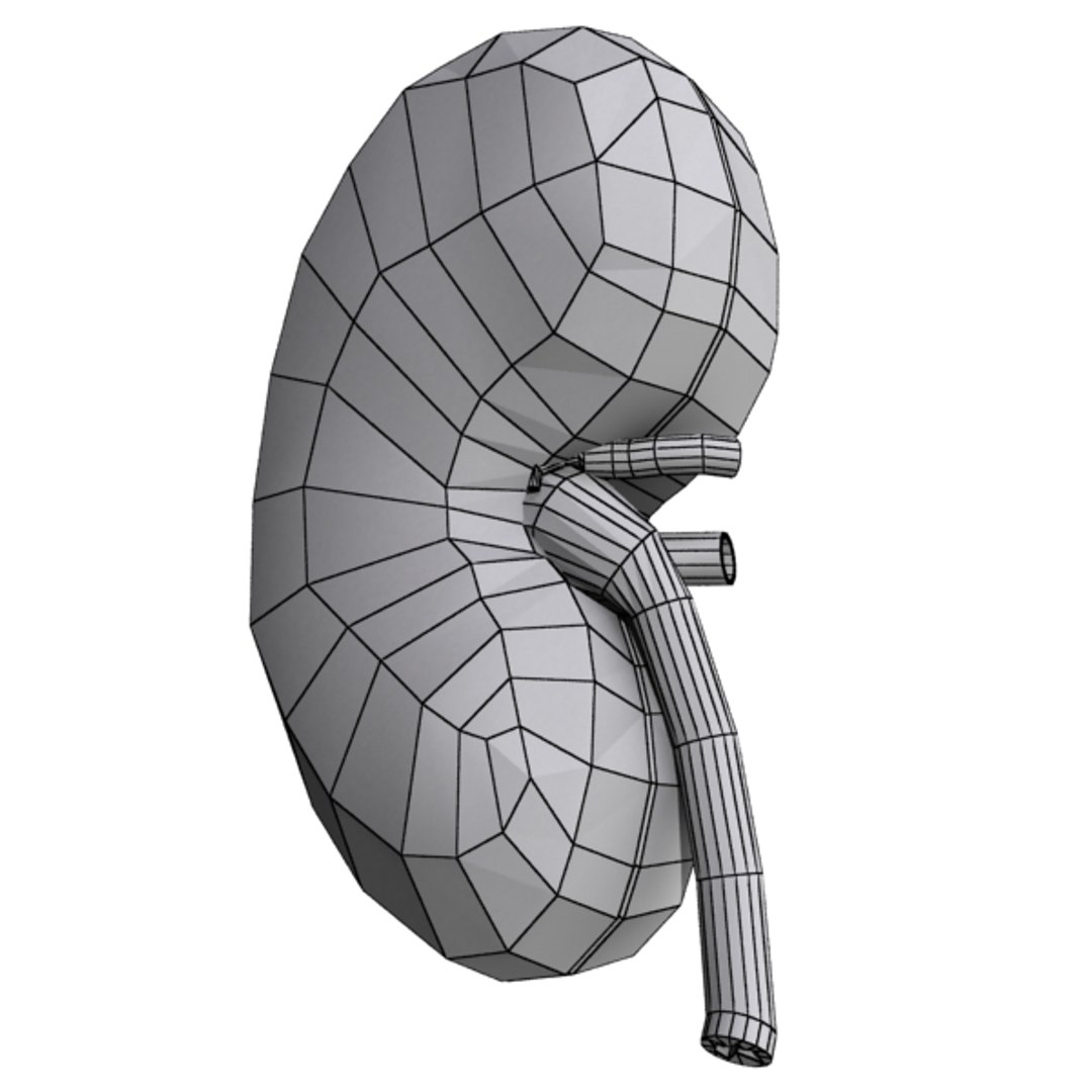 kidney anatomy 3d max