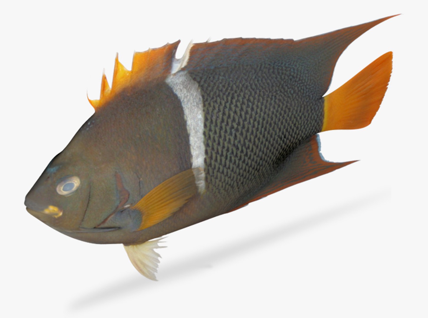 King Angelfish 3d Model