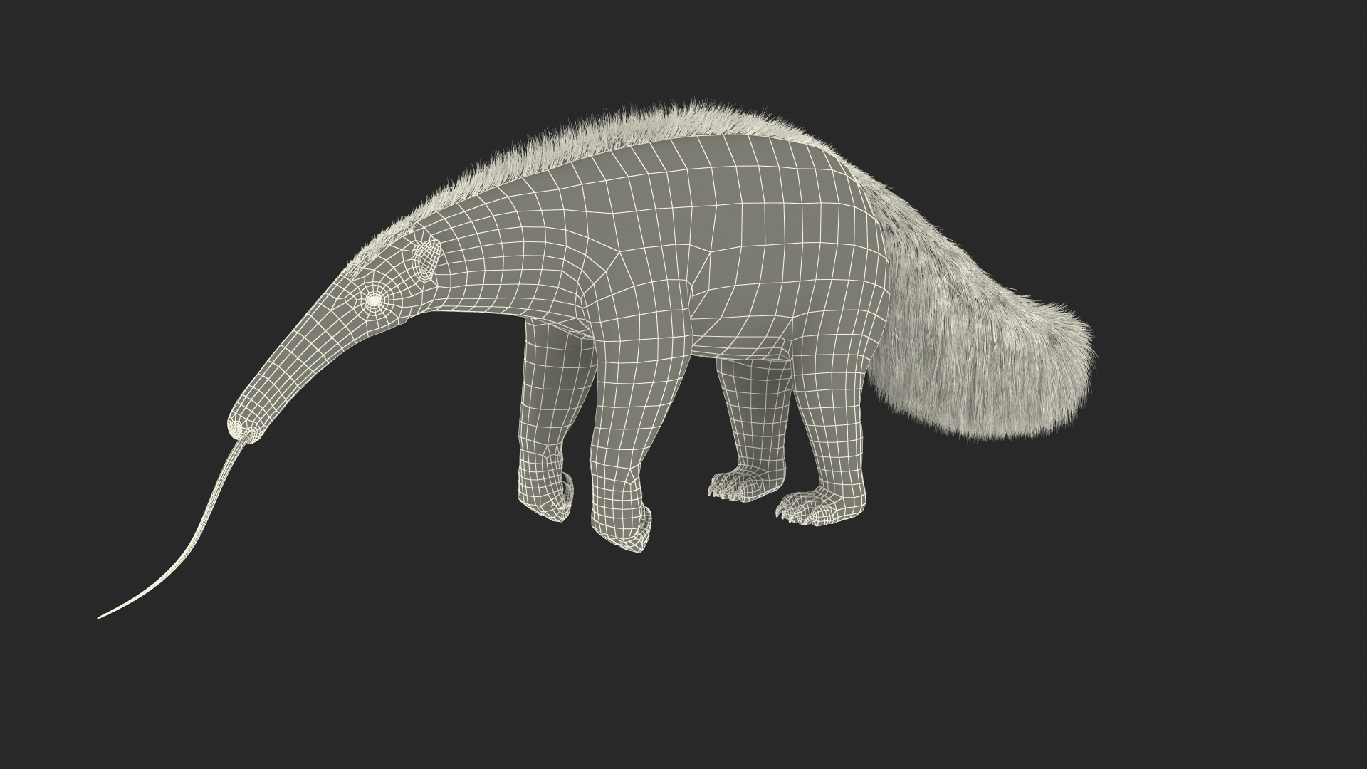 Anteater Standing Pose Model - TurboSquid 1839919