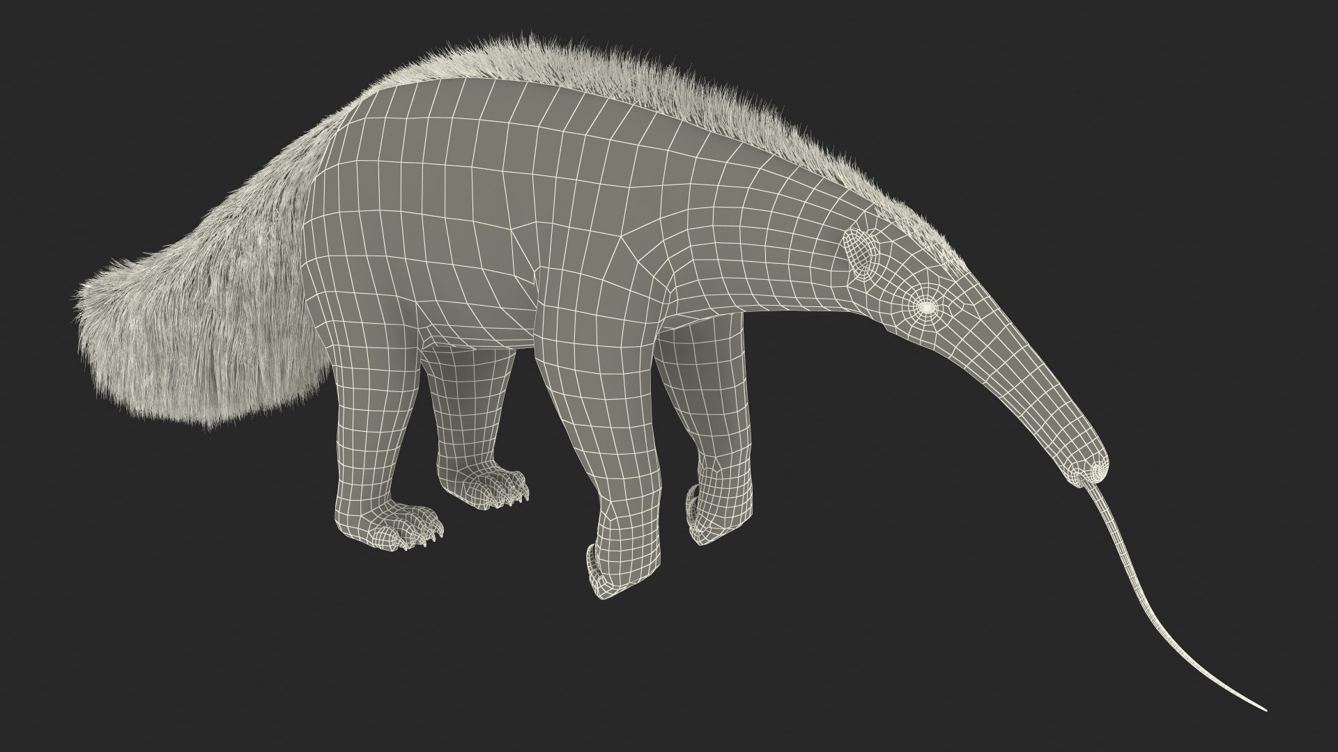 Anteater Standing Pose Model - TurboSquid 1839919