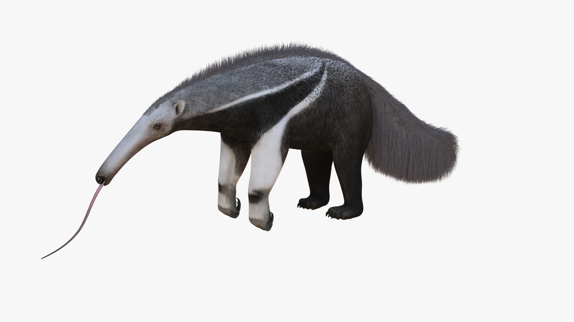 Anteater Standing Pose Model - TurboSquid 1839919