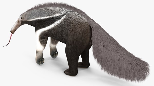 Anteater Standing Pose model - TurboSquid 1839919