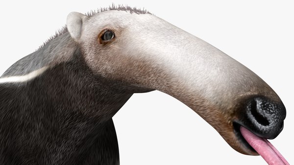 Anteater Standing Pose model - TurboSquid 1839919