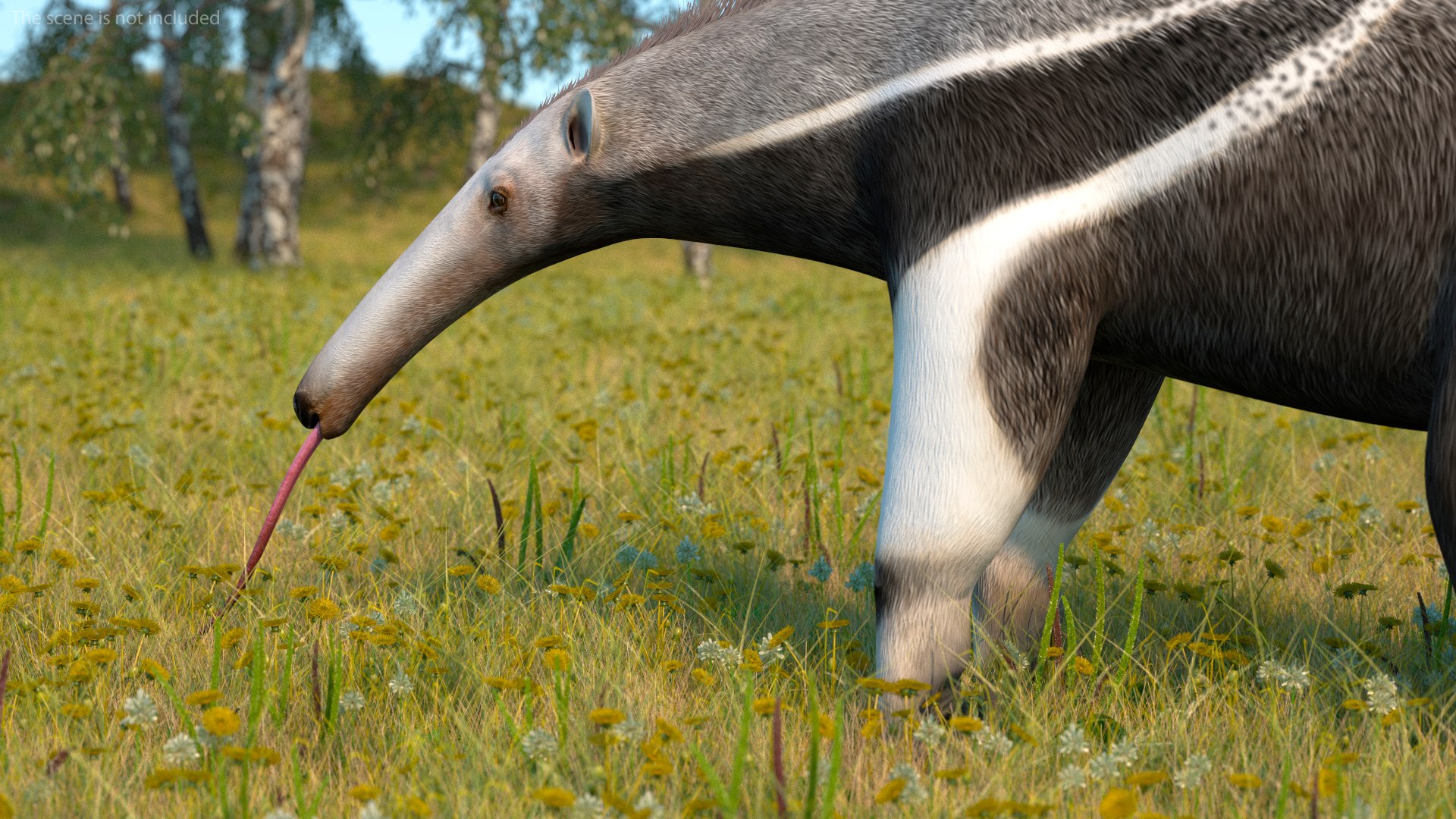 Anteater Standing Pose Model - TurboSquid 1839919