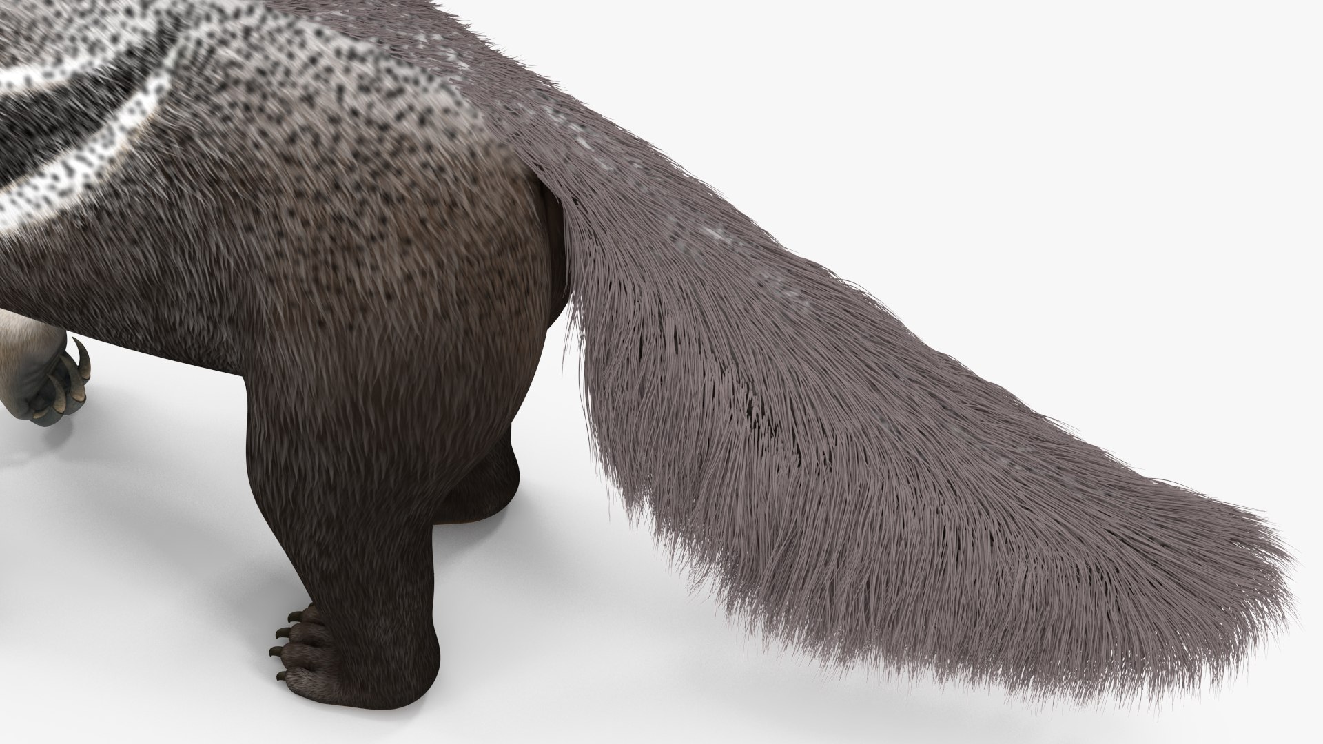 Anteater Standing Pose Model - TurboSquid 1839919
