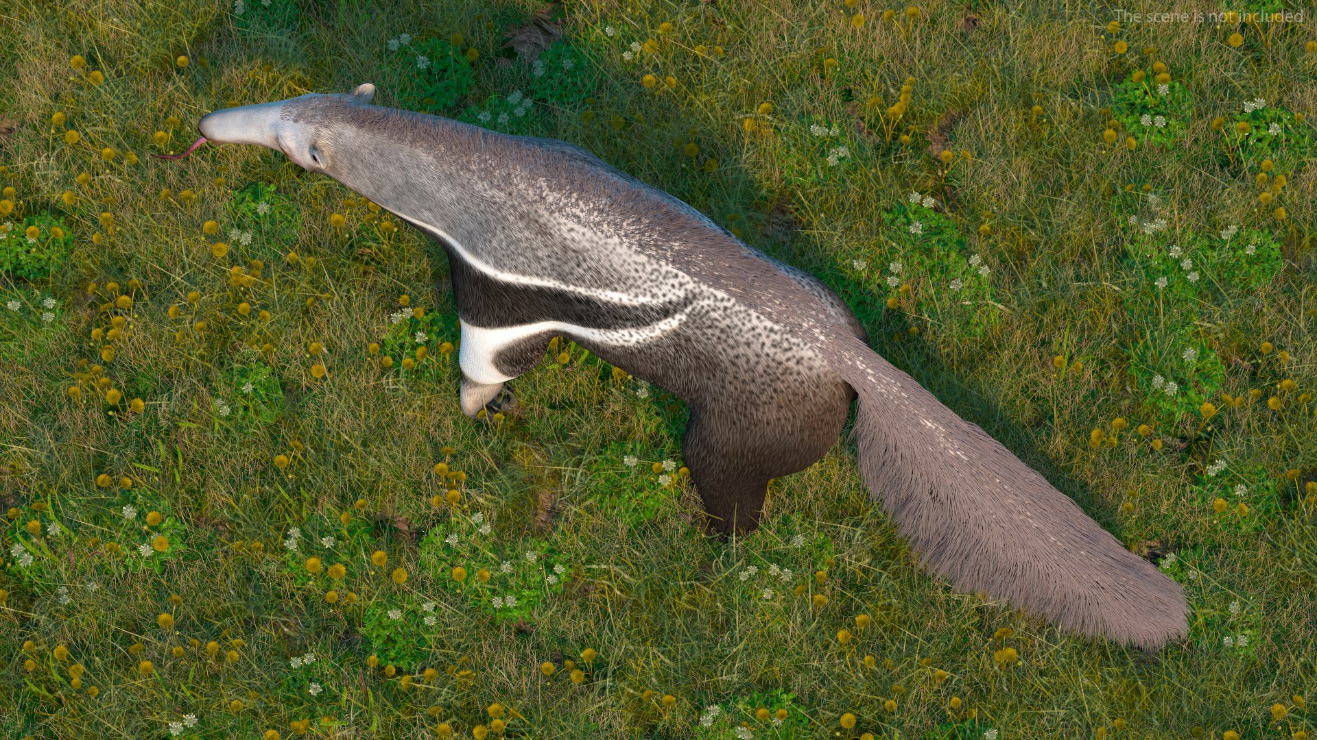 Anteater Standing Pose Model - TurboSquid 1839919