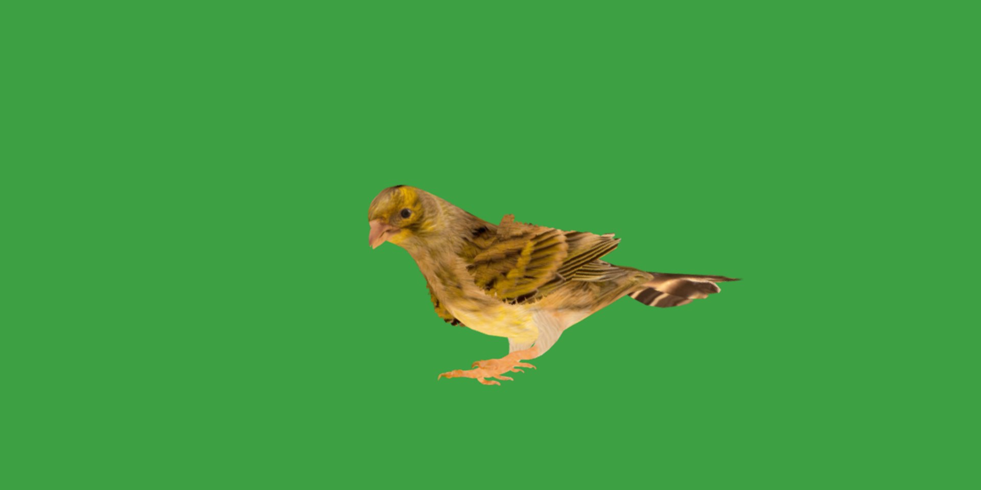 Atlantic Canary Bird 3D Model - TurboSquid 2330610