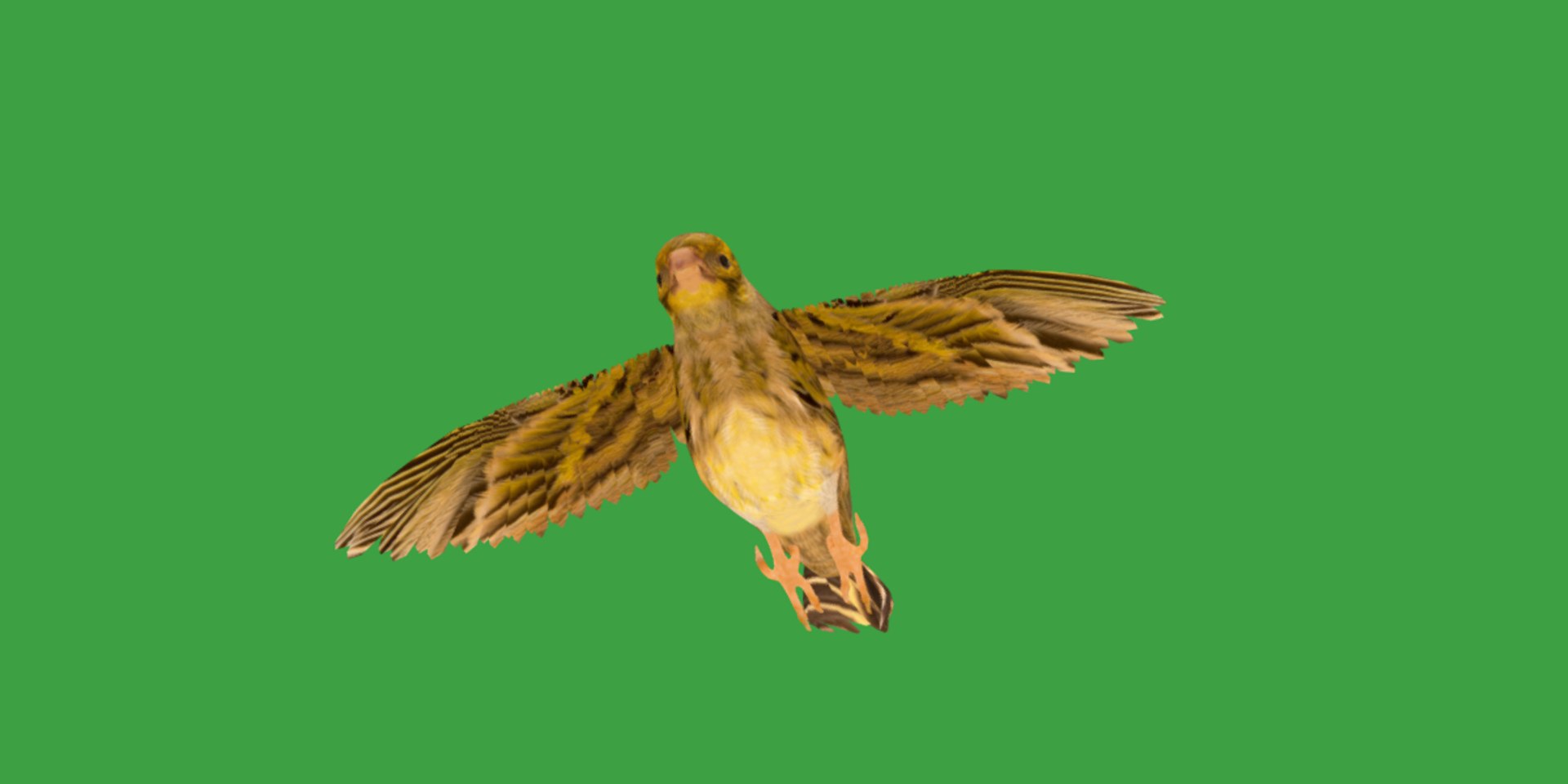 Atlantic Canary Bird 3D Model - TurboSquid 2330610