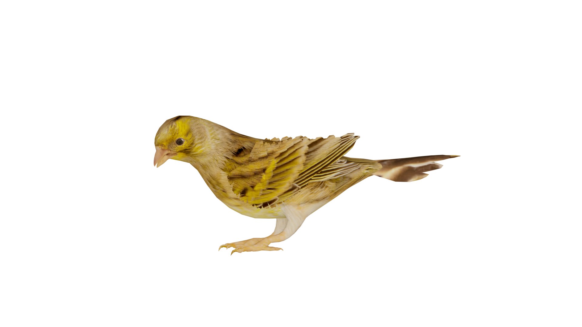 Atlantic Canary Bird 3D Model - TurboSquid 2330610