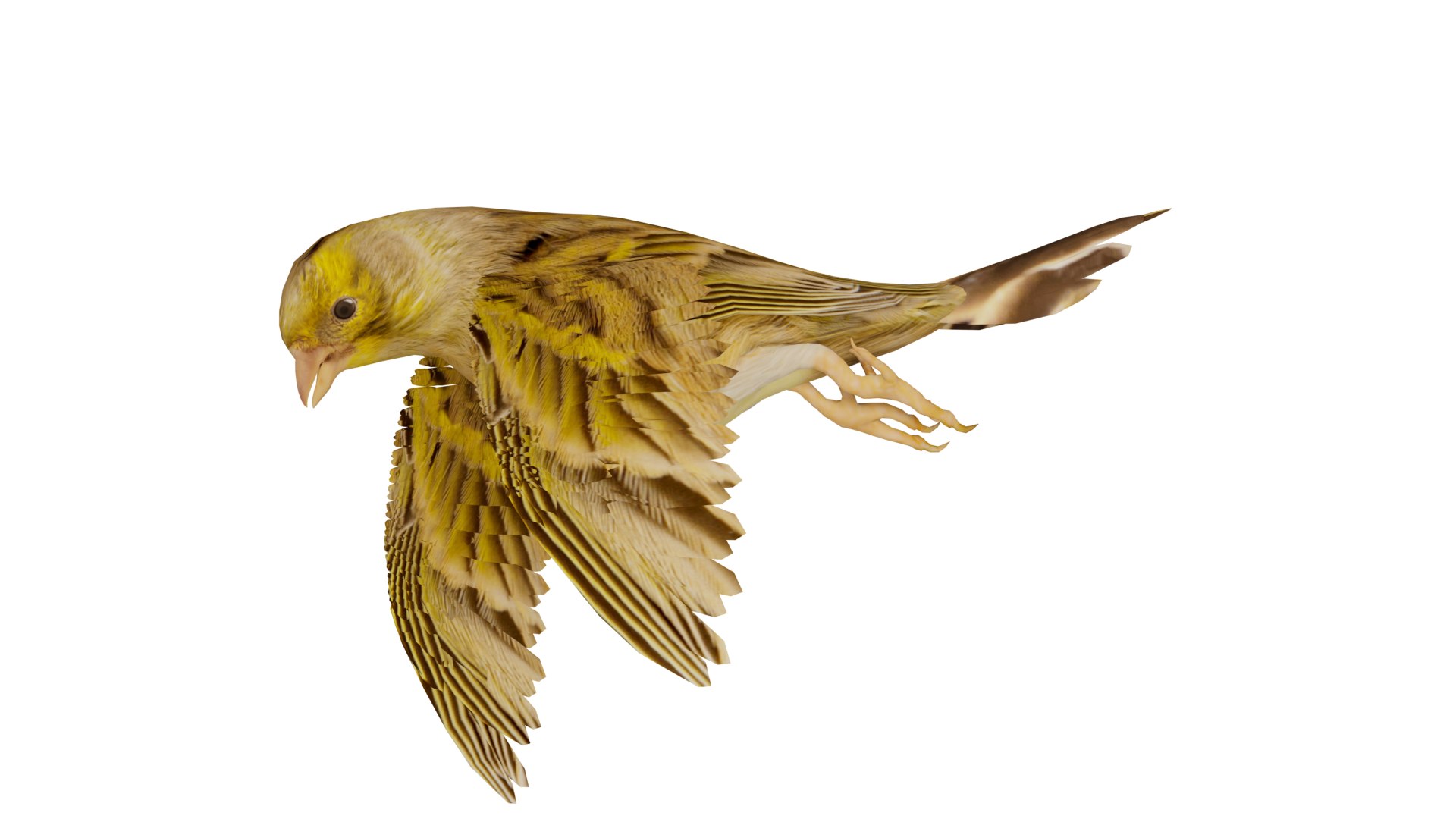 Atlantic Canary Bird 3D Model - TurboSquid 2330610