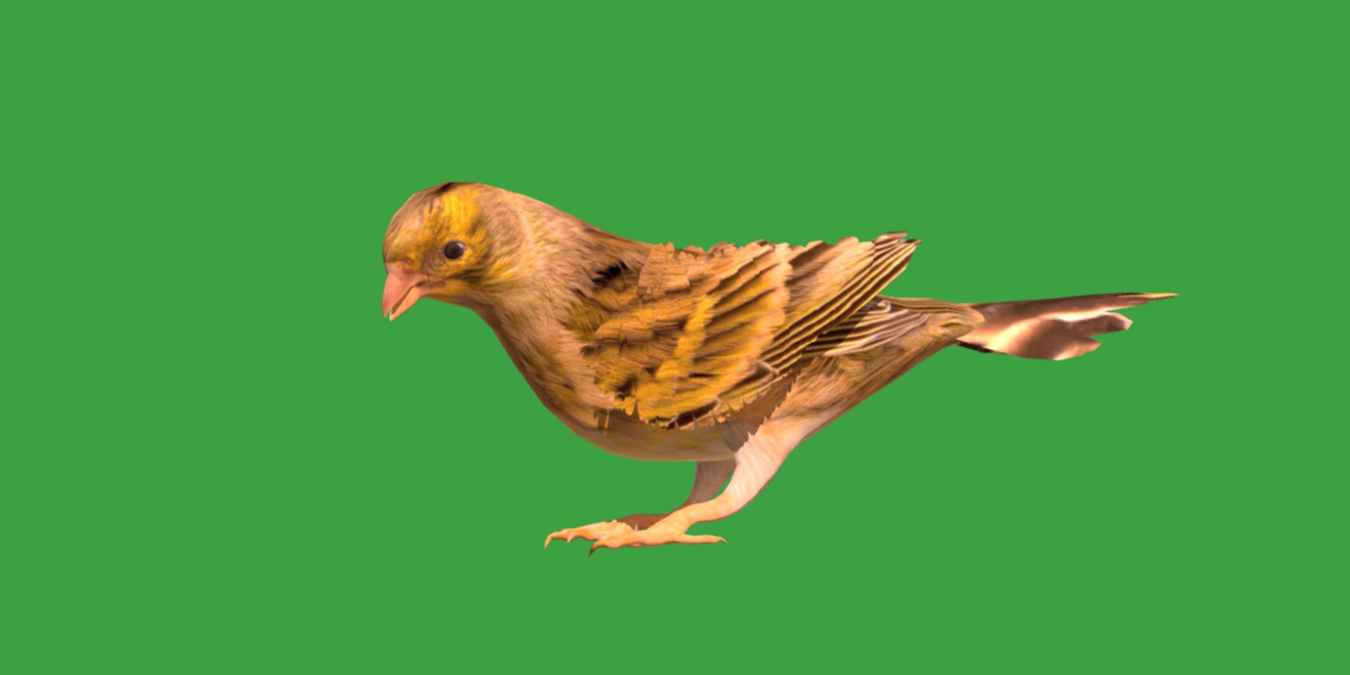 Atlantic Canary Bird 3D Model - TurboSquid 2330610