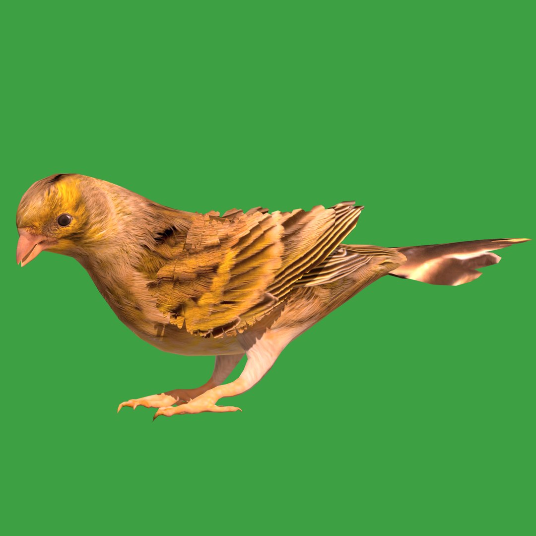 Atlantic Canary Bird 3D Model - TurboSquid 2330610