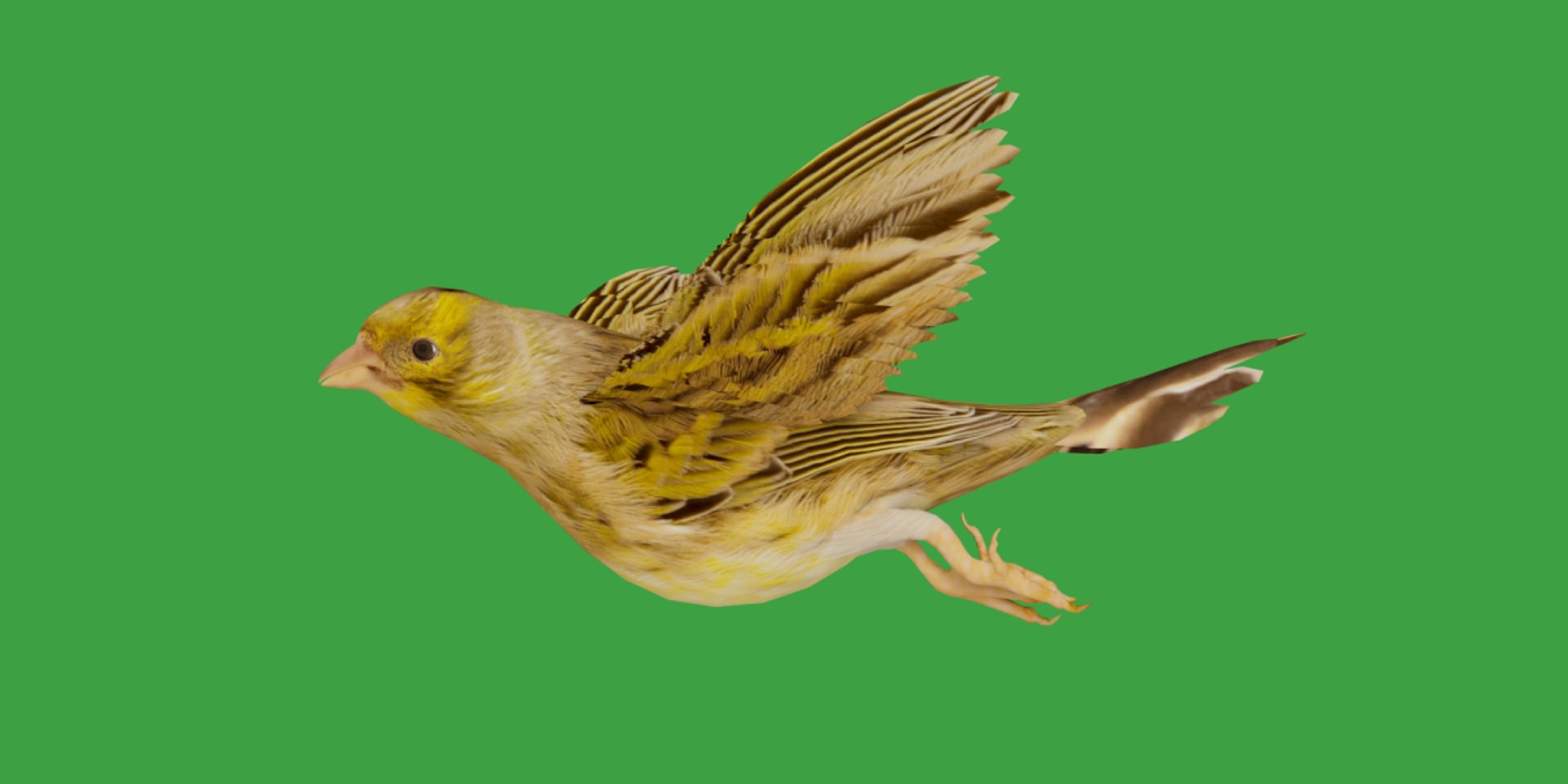 Atlantic Canary Bird 3D Model - TurboSquid 2330610