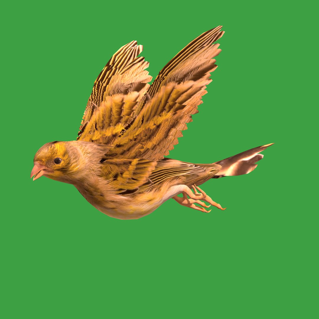 Atlantic Canary Bird 3D Model - TurboSquid 2330610