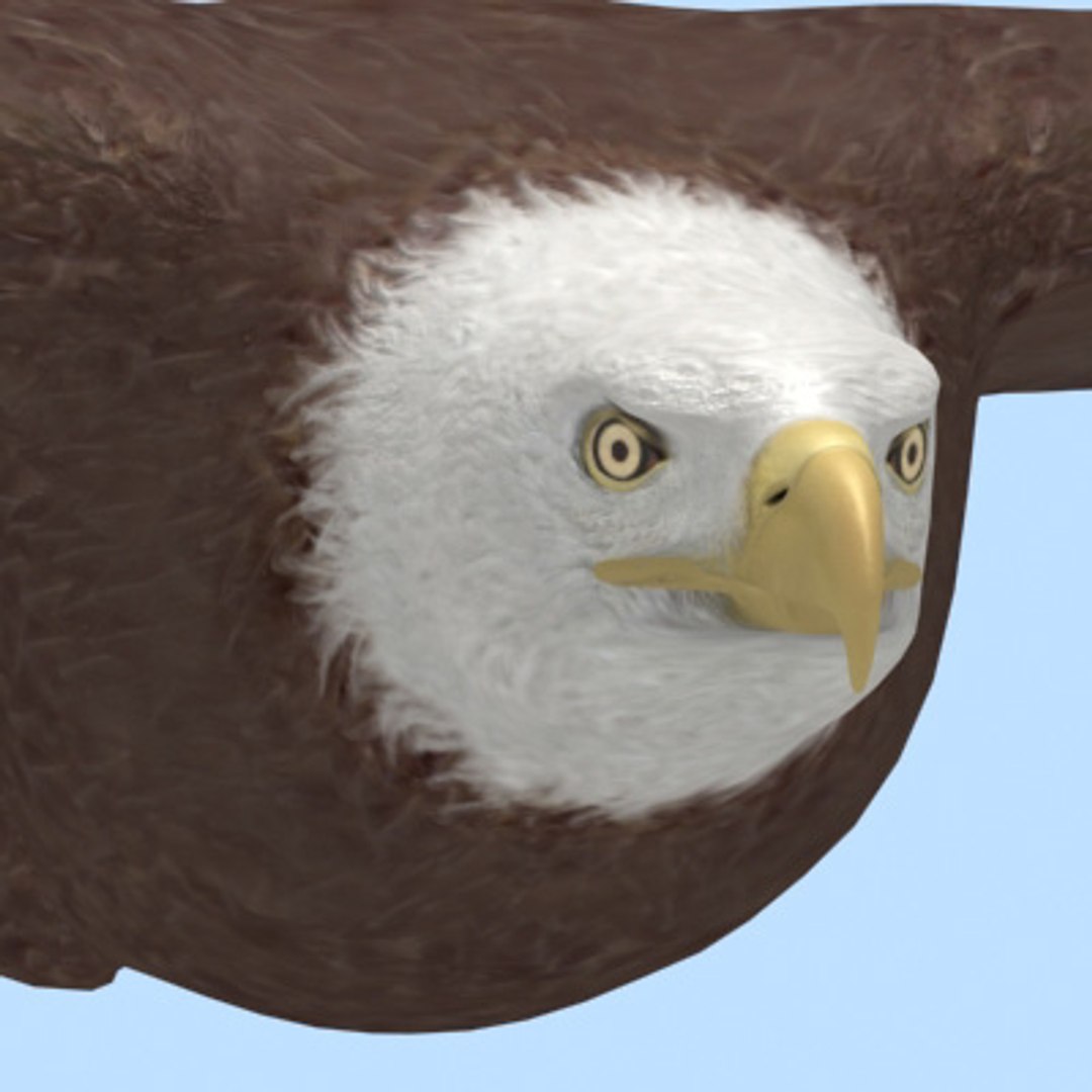 Maya Bald Eagle