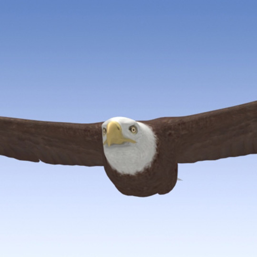 Maya Bald Eagle