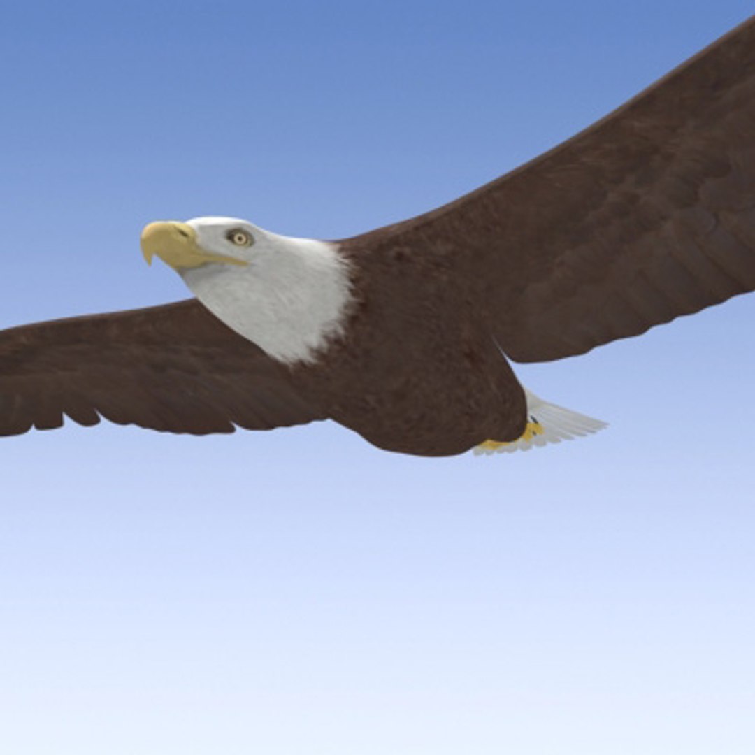 Maya Bald Eagle