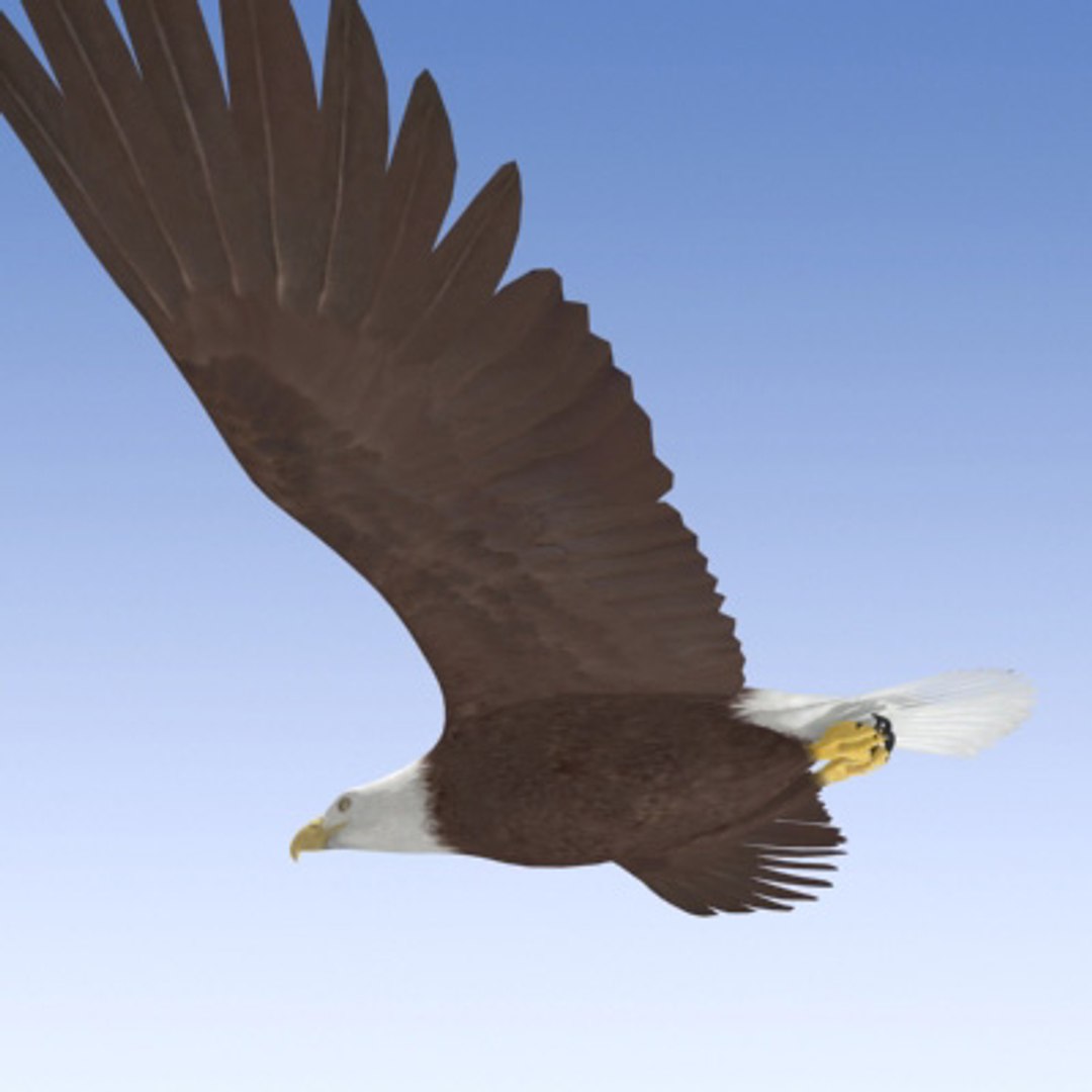 Maya Bald Eagle