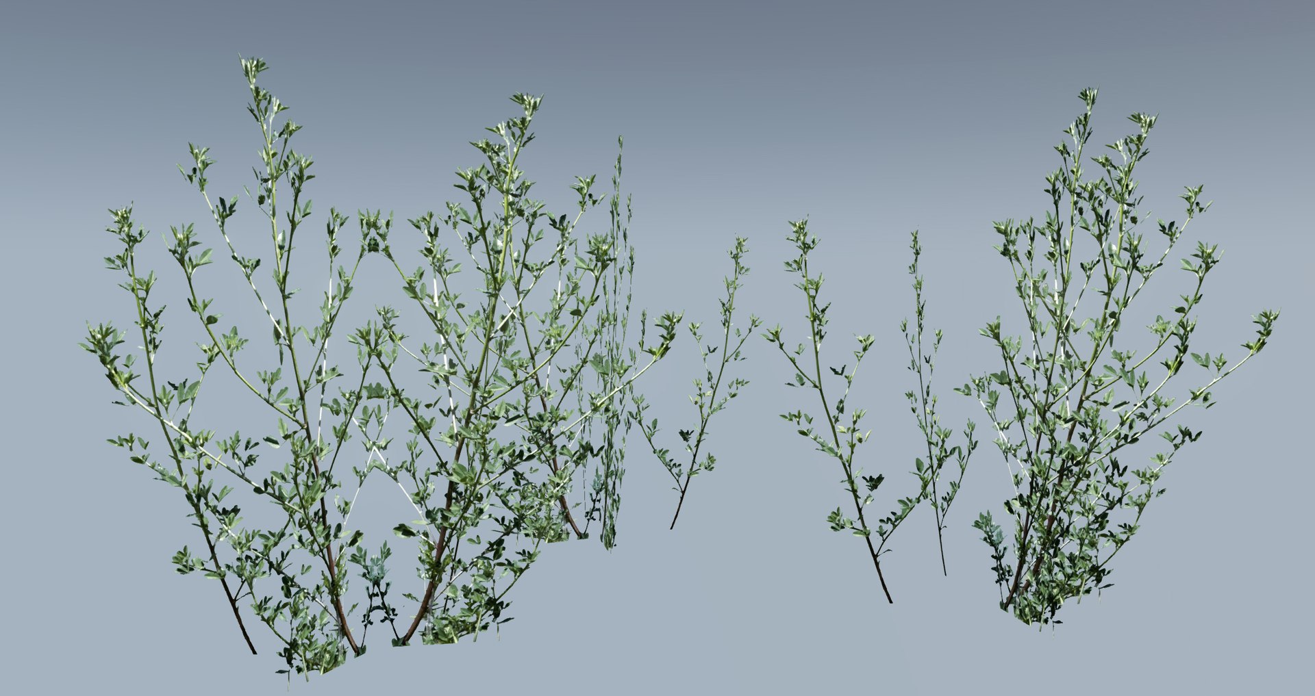 3d Model Forest Foliage