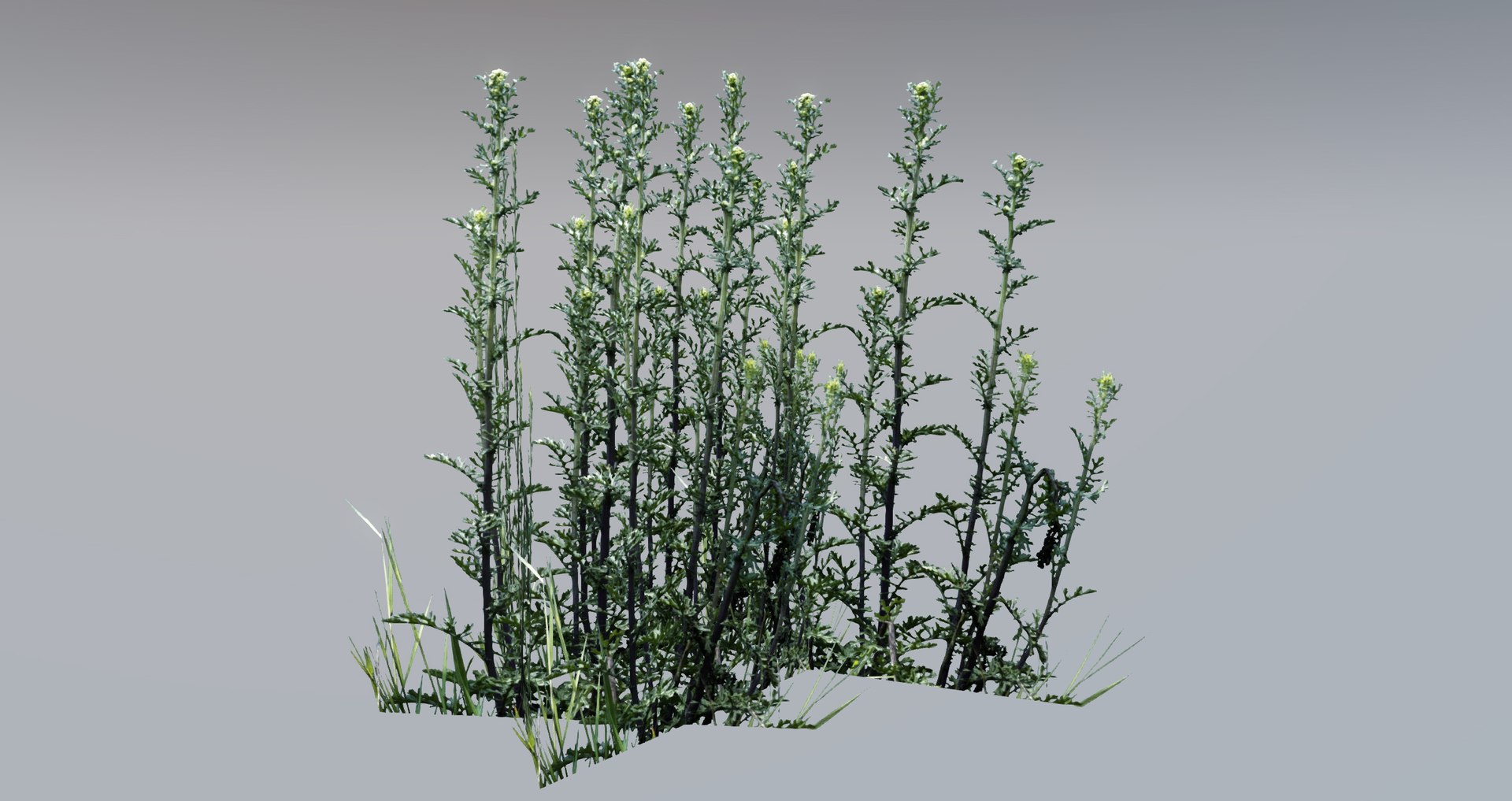 3d Model Forest Foliage