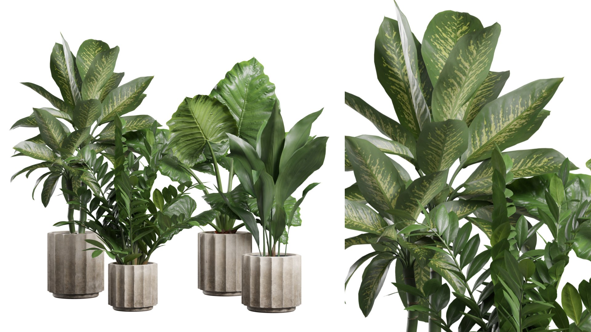 Indoor Plants Pack 74 Model - TurboSquid 2256629