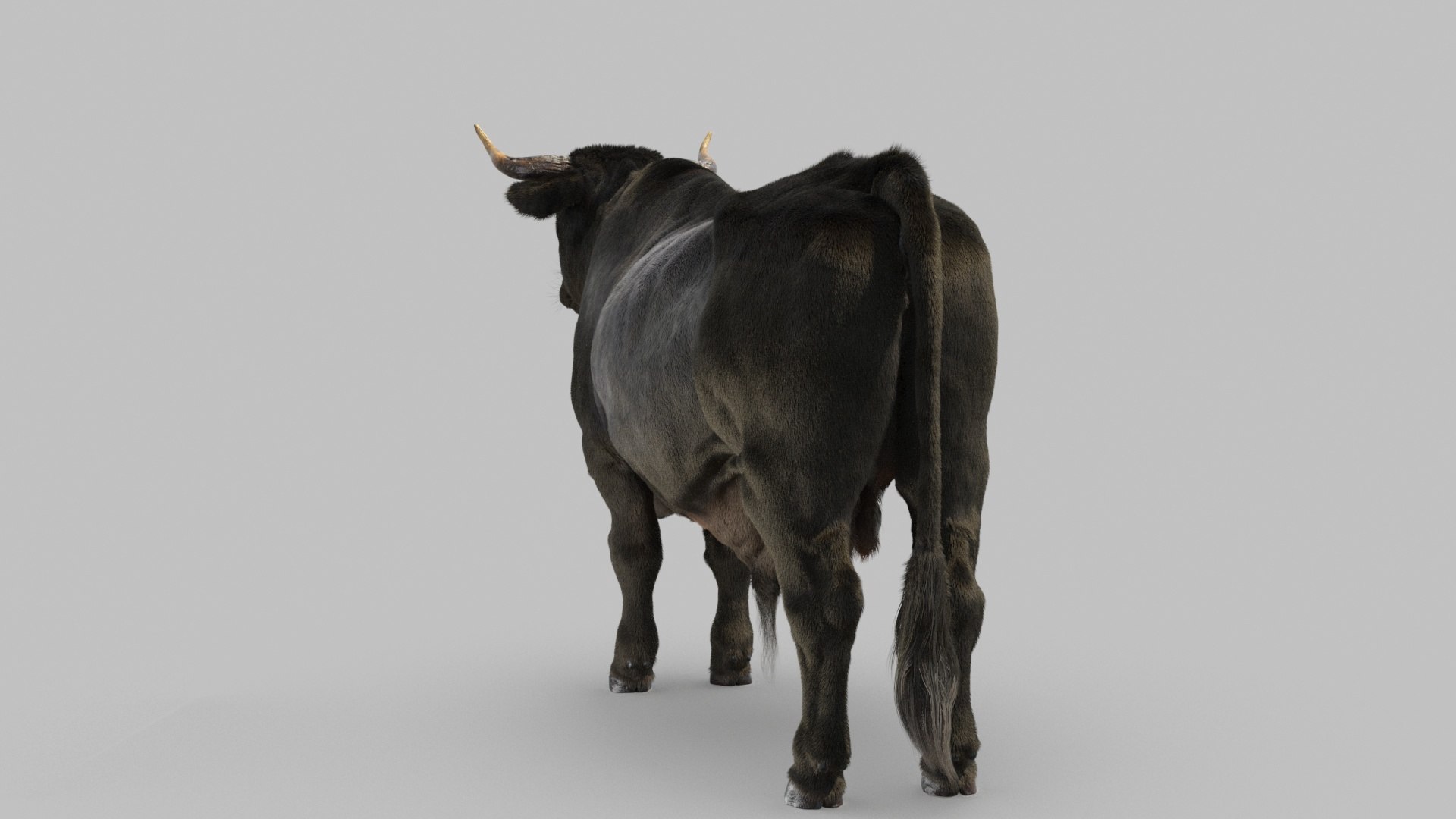 Bull 3D Model - TurboSquid 1705367