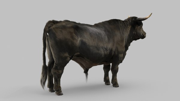 Stier 3D-Modell - TurboSquid 1705367