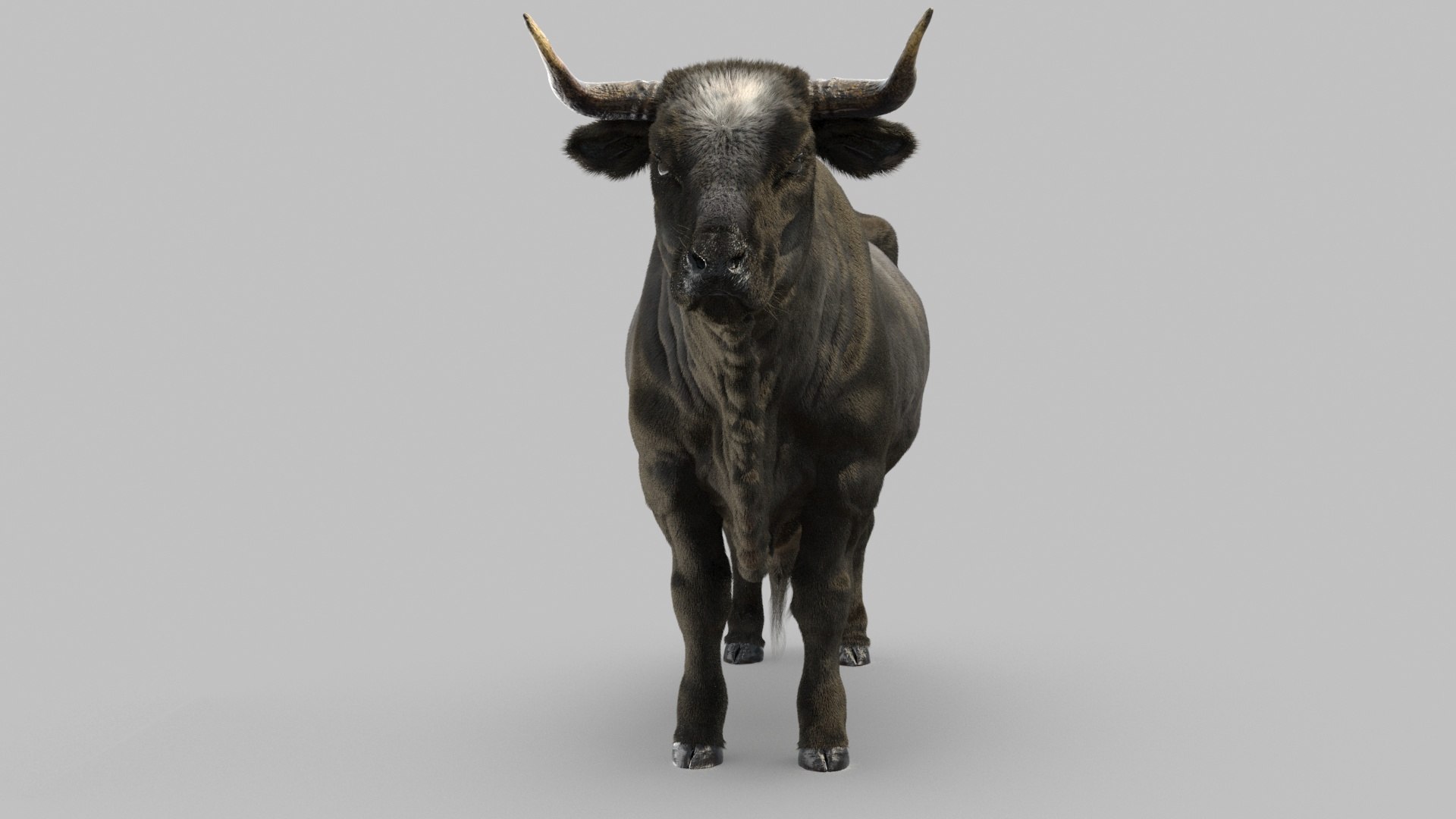 Bull 3D Model - TurboSquid 1705367