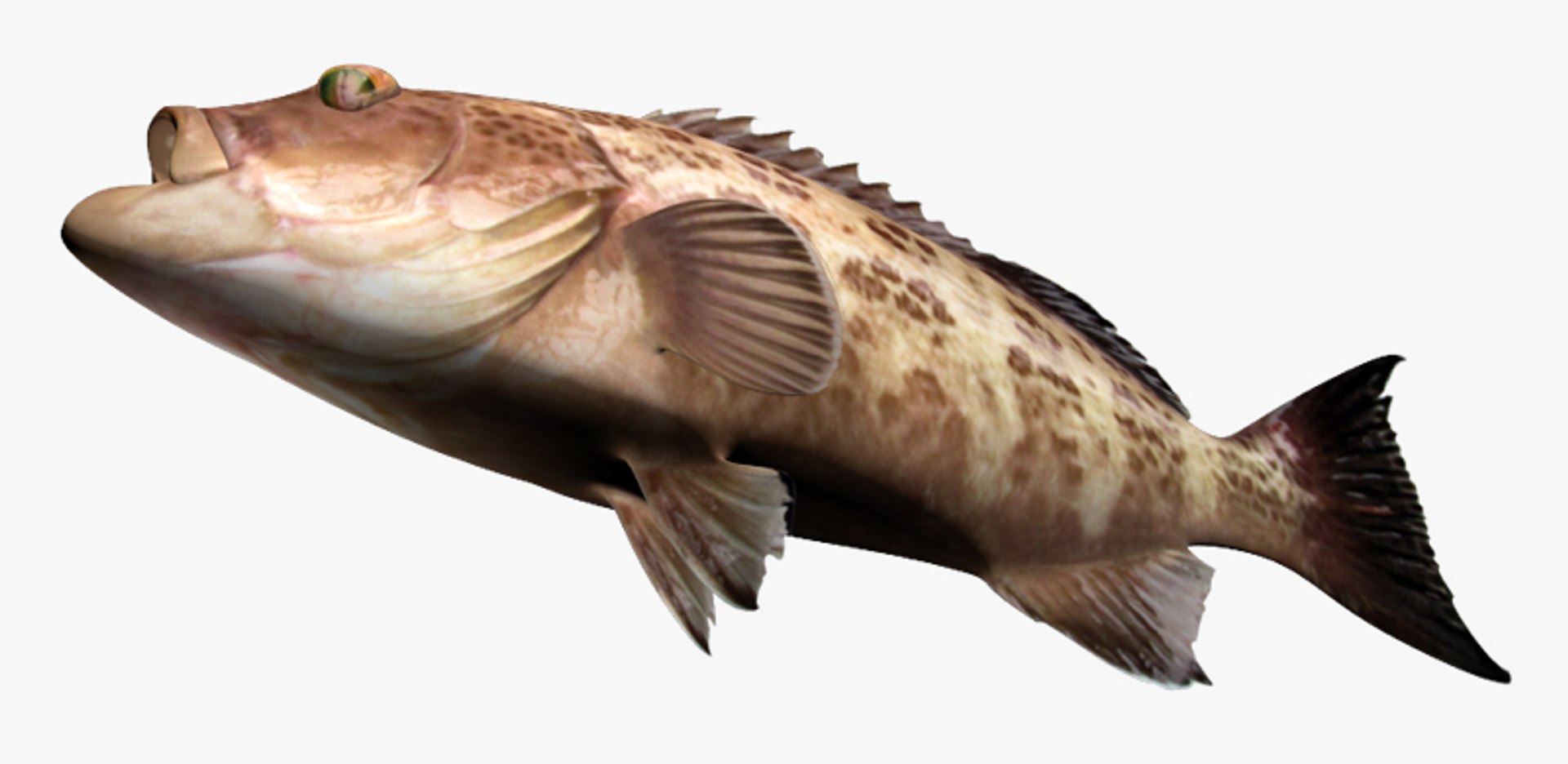 3D Saltwater Fish Collection 17 - TurboSquid 1837068