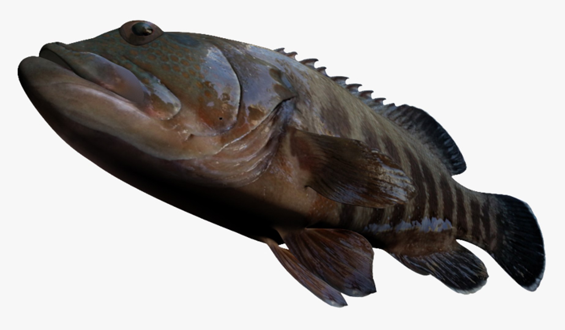 3D Saltwater Fish Collection 17 - TurboSquid 1837068