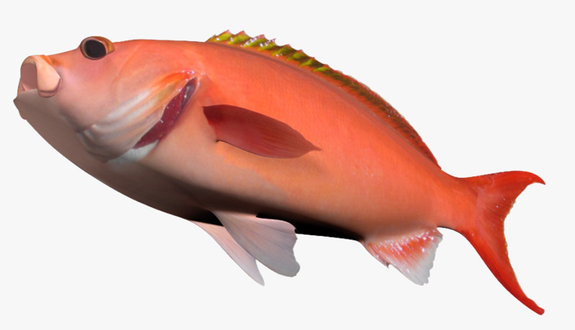 3D Saltwater Fish Collection 17 - TurboSquid 1837068