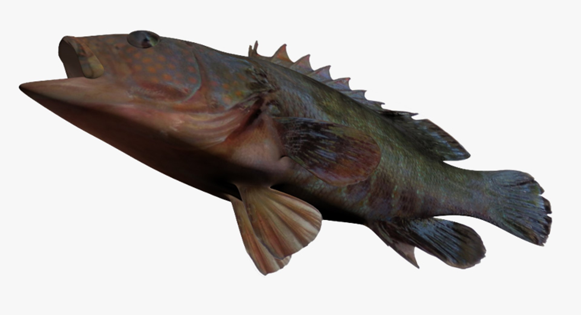 3D Saltwater Fish Collection 17 - TurboSquid 1837068