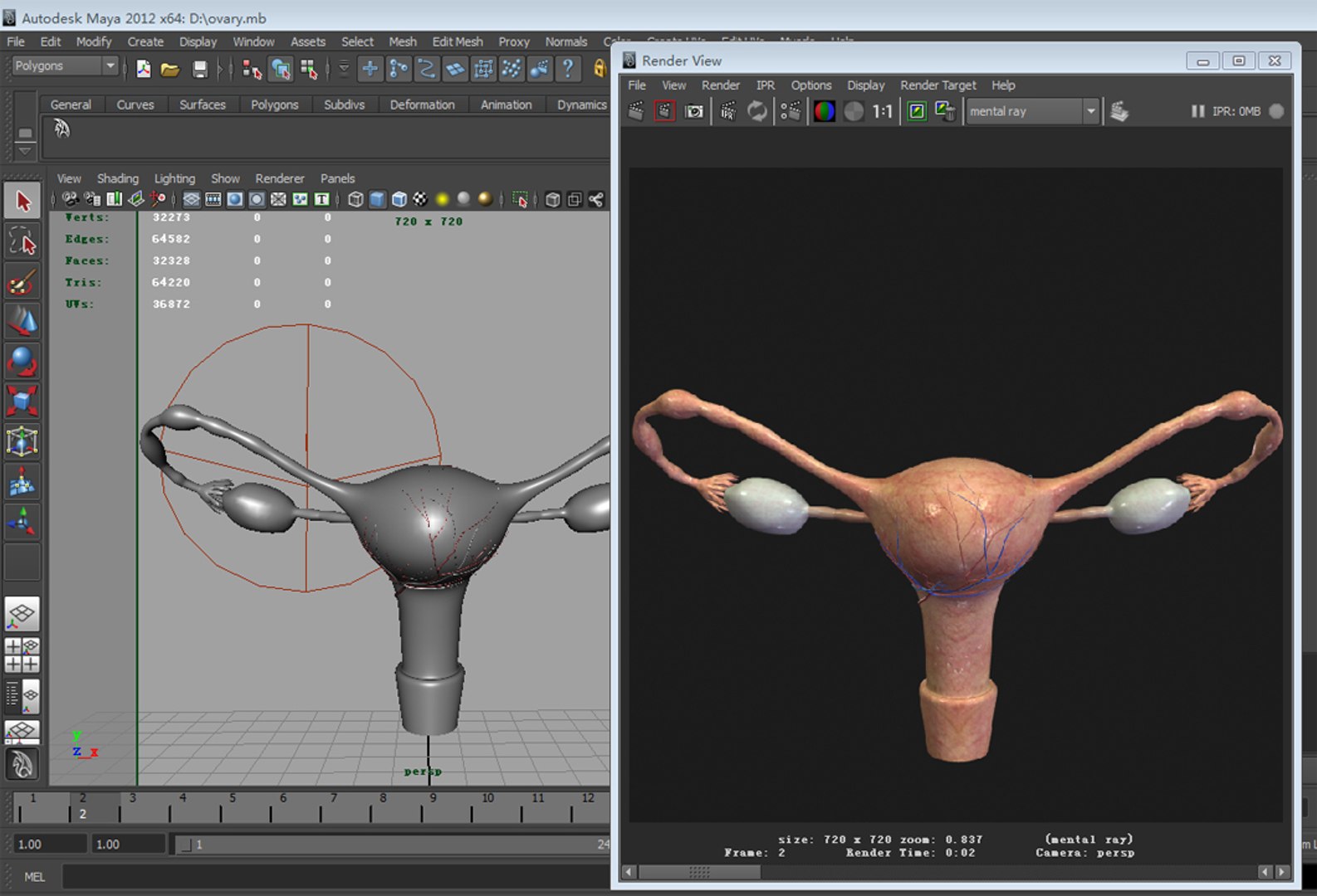 Max Reproductive Uterus Ovary