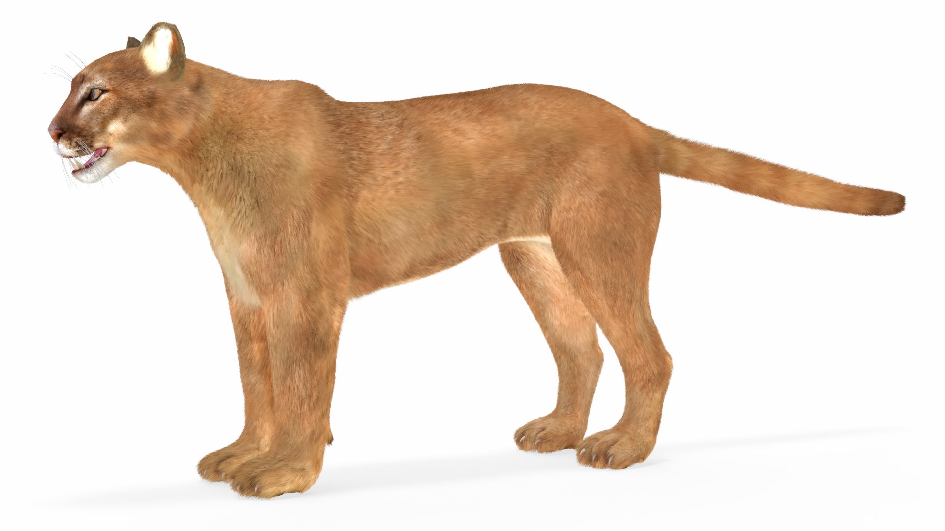 Puma Fur Rigged 3D Model - TurboSquid 2239308