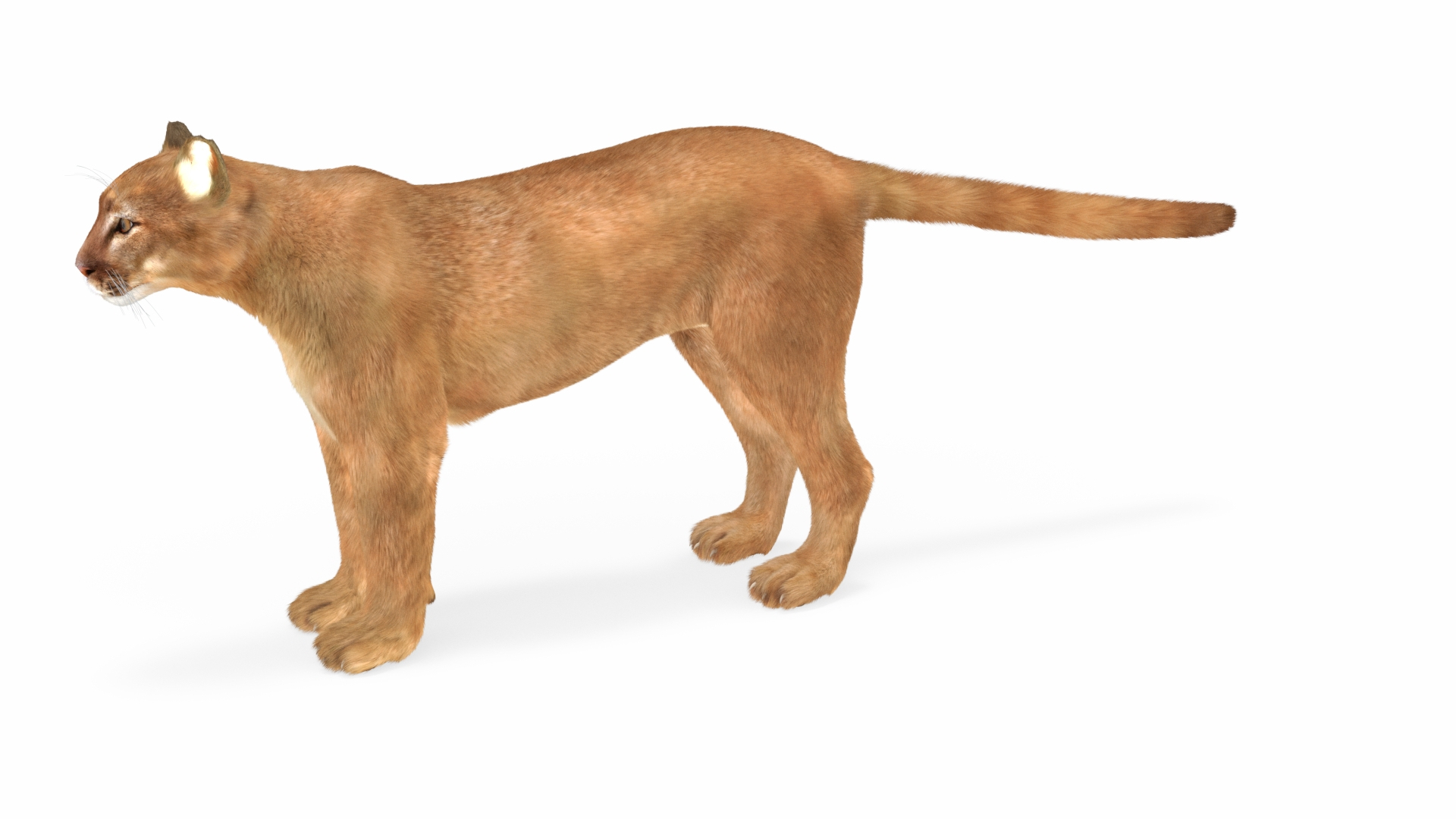 Puma Fur Rigged 3D Model - TurboSquid 2239308