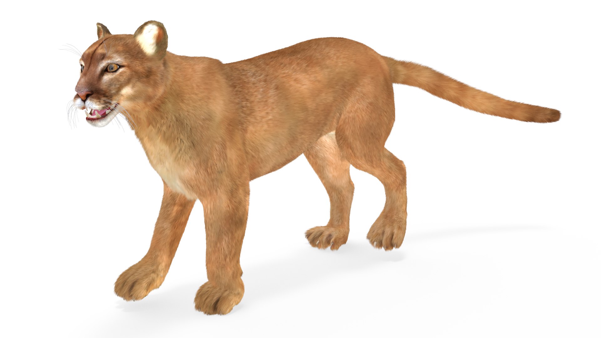 Puma Fur Rigged 3D Model - TurboSquid 2239308