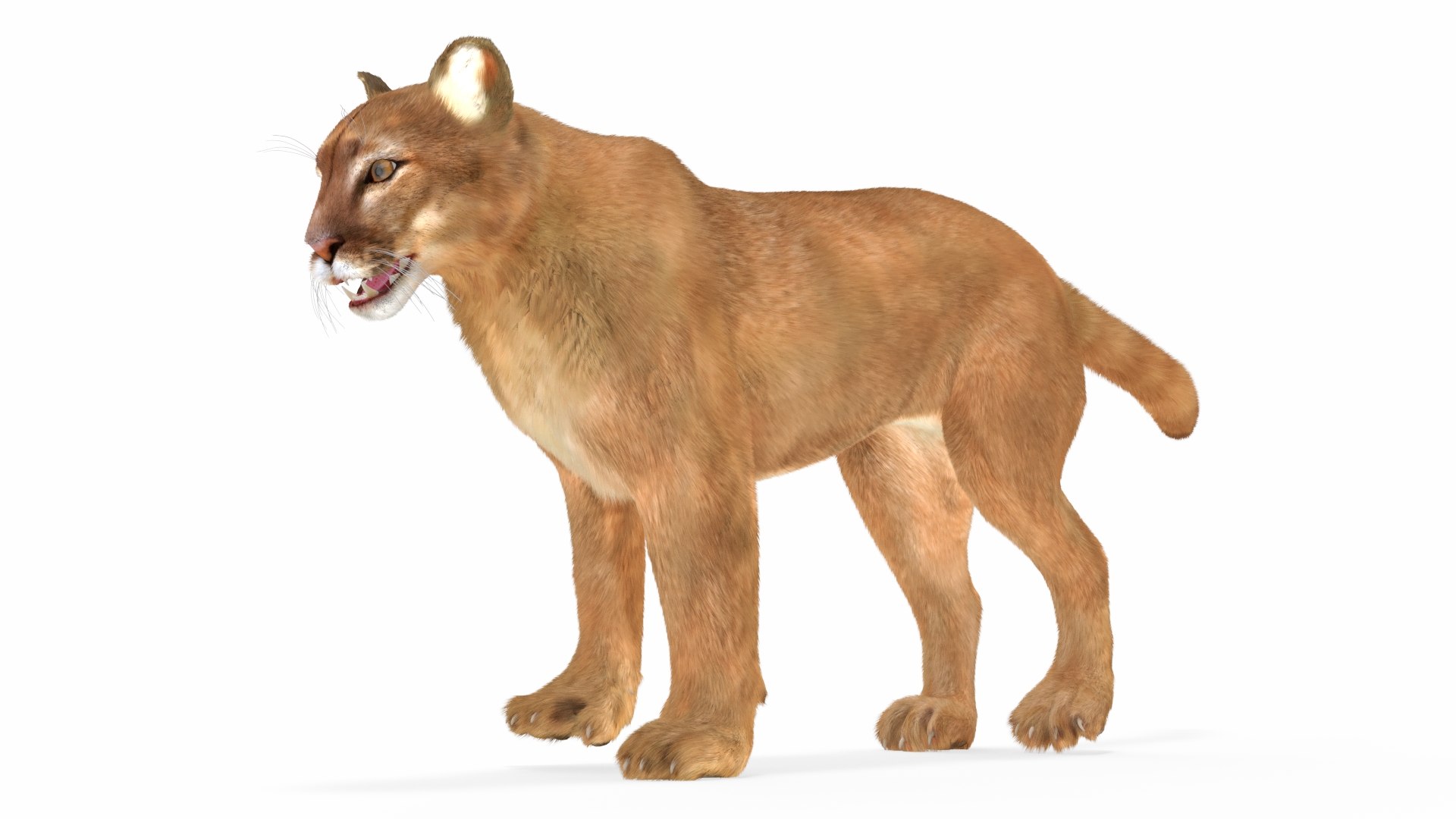 Puma Fur Rigged 3D Model - TurboSquid 2239308