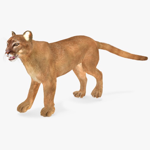 modelo 3d Puma piel aparejada - TurboSquid 2239308
