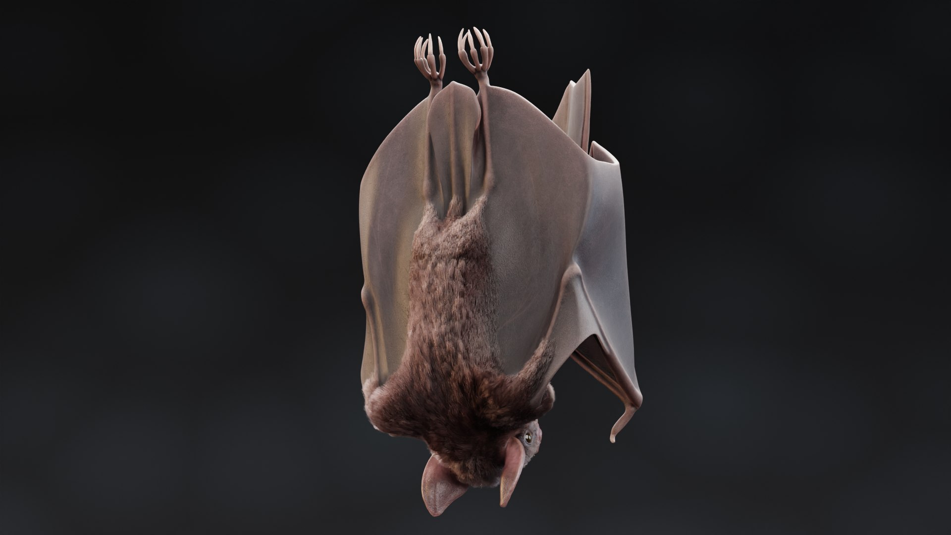Vampire Bat Hanging Model - TurboSquid 1803966