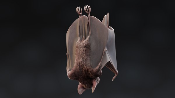 Vampire Bat Hanging model - TurboSquid 1803966