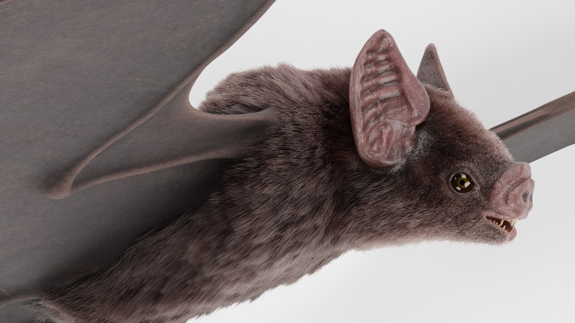 Vampire Bat Hanging Model - TurboSquid 1803966