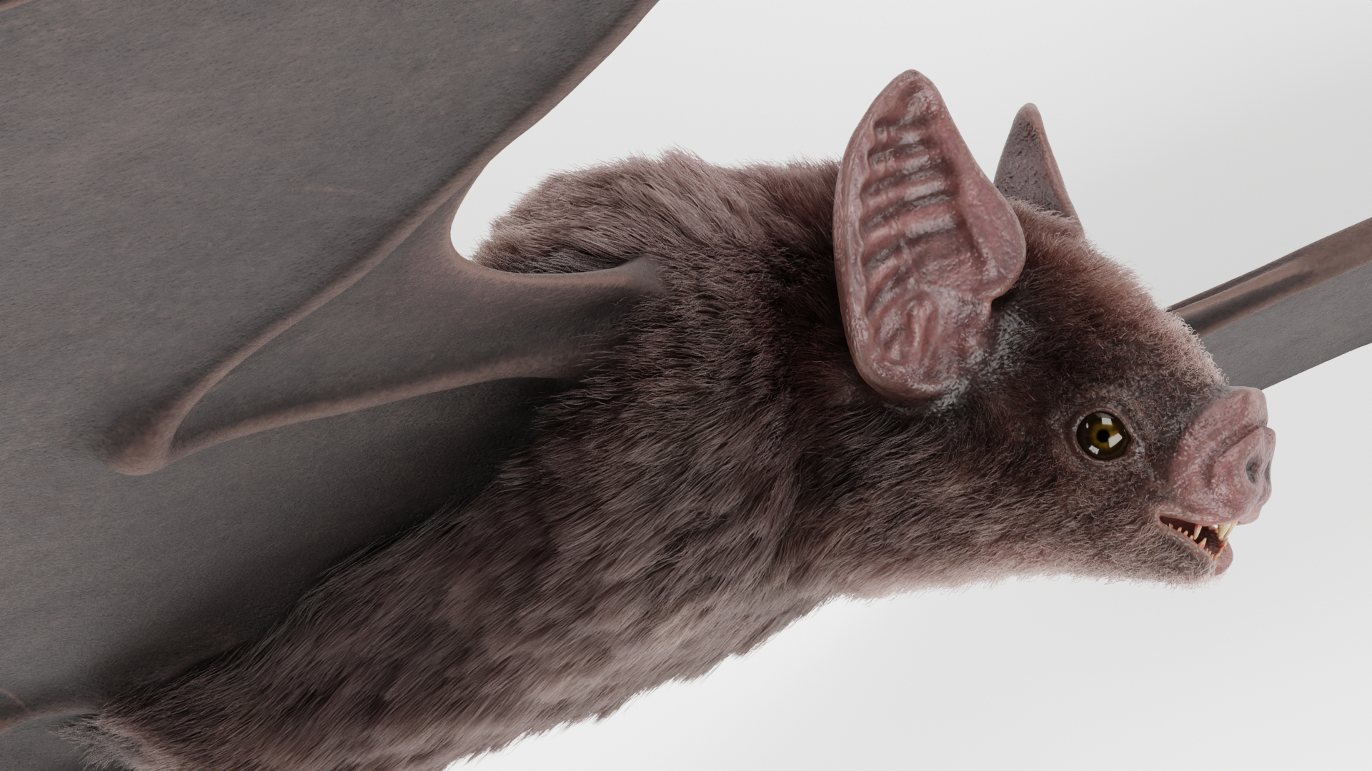 Vampire Bat Hanging model - TurboSquid 1803966