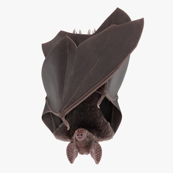Bat 3D Models for Download | TurboSquid