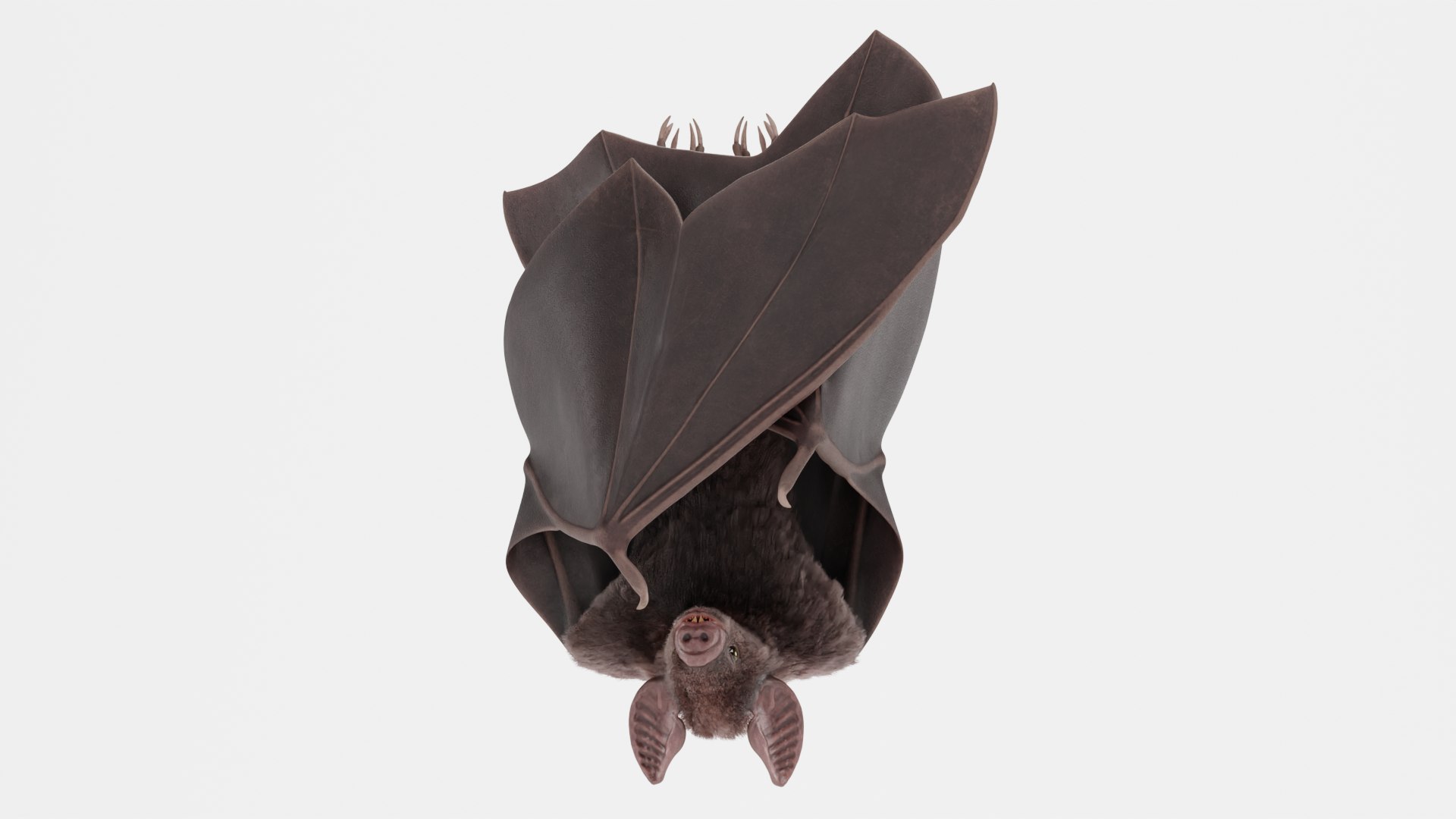 Vampire Bat Hanging model - TurboSquid 1803966