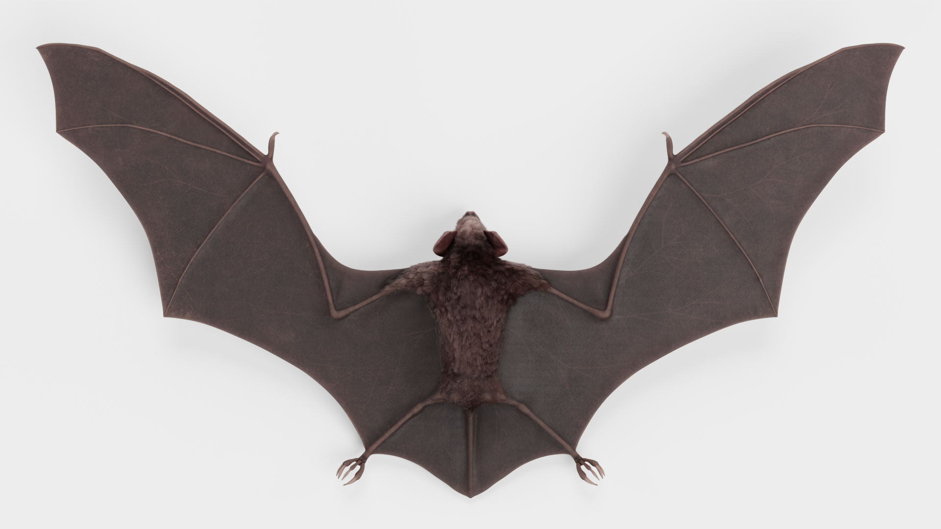 Vampire Bat Hanging model - TurboSquid 1803966