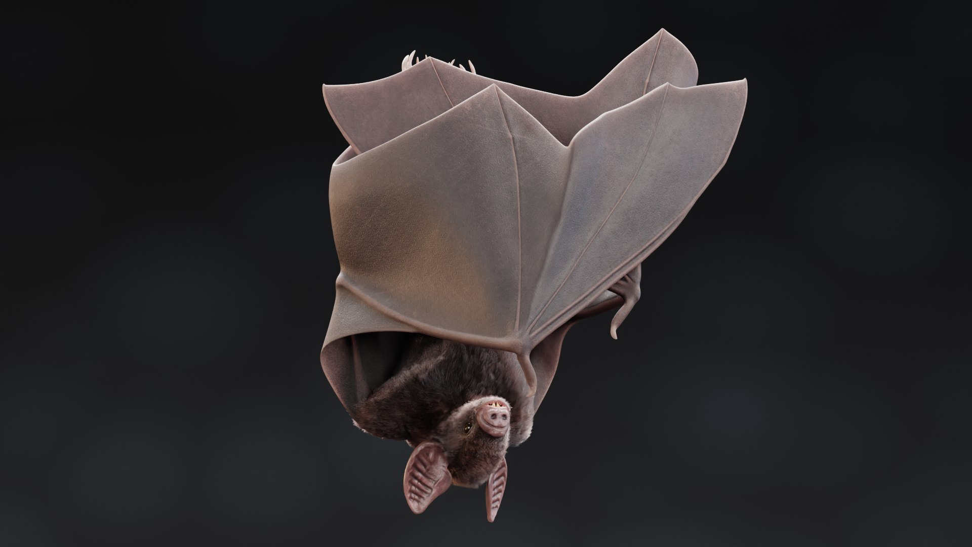 Vampire Bat Hanging Model - TurboSquid 1803966