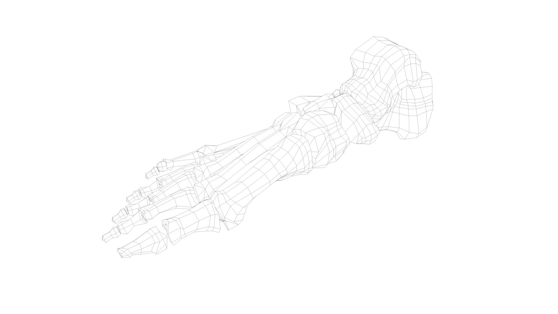 Foot Bone Skeleton 3D Model - TurboSquid 1747210