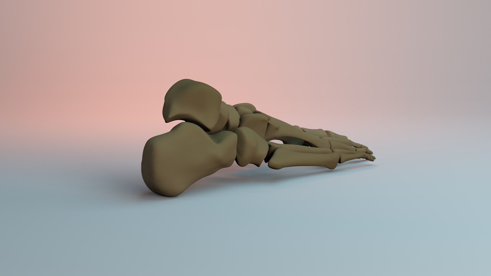 Foot Bone Skeleton 3D Model - TurboSquid 1747210